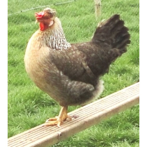 Pembridge Poultry - Pure breed poultry and hatching eggs available from ...