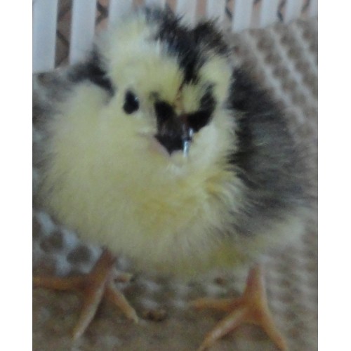 Pembridge Poultry - Pure breed poultry and hatching eggs available from ...